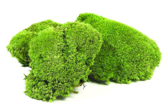 Mousse, une plante naturelle stabilisée décorative, sans entretien ...